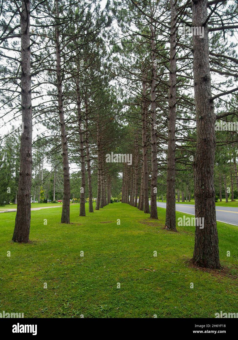 Avenue of pines hi-res stock photography and images - Alamy