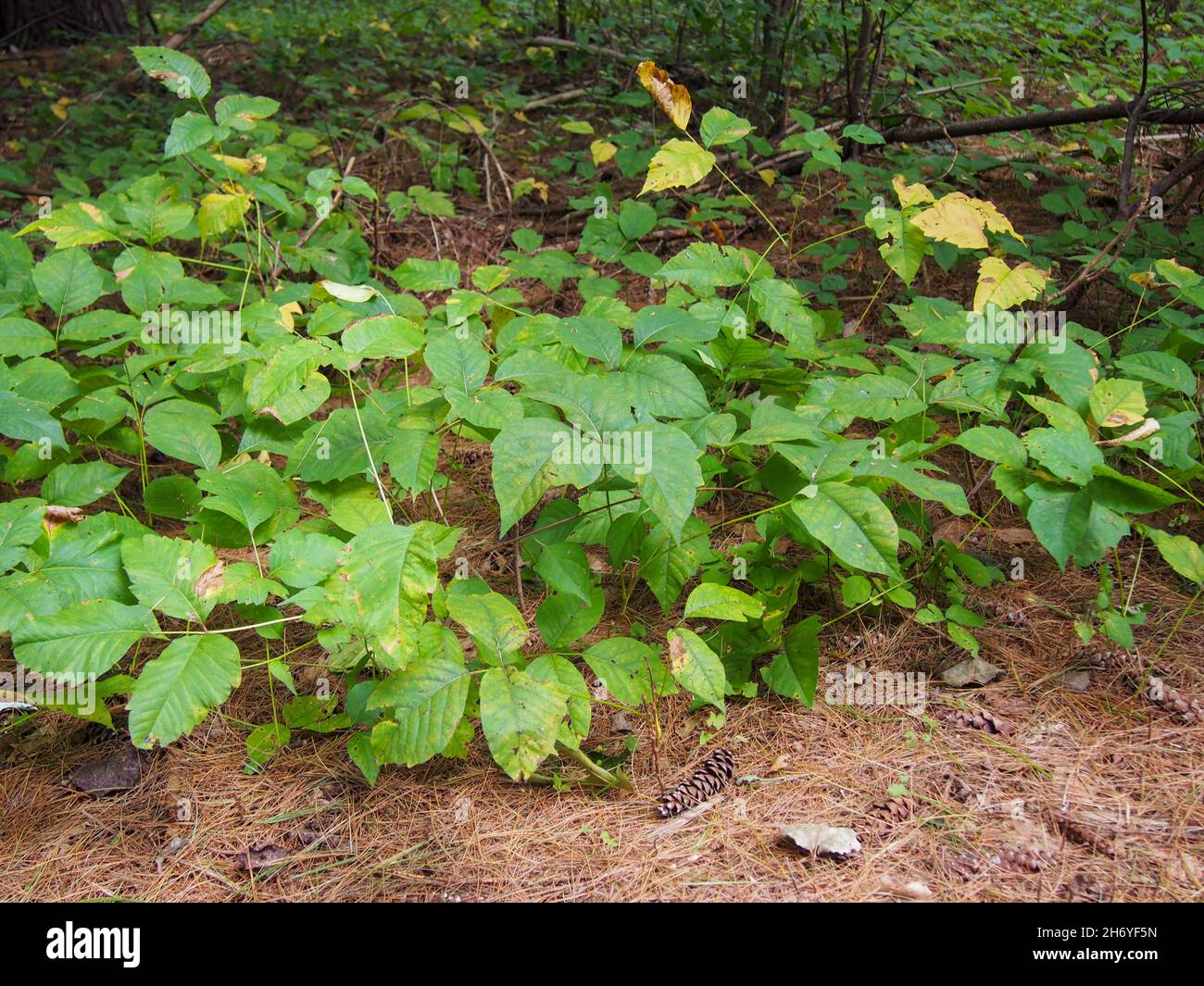 Poison ivy growing rampant on a forest floor, USA, 2021 © Katharine ...
