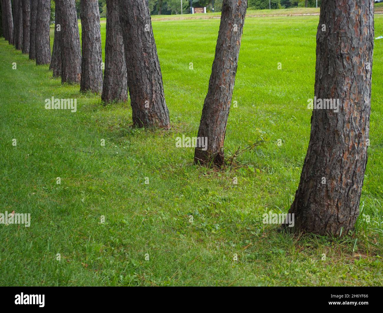 White pine trees line Avenue of the Pines in Saratoga Springs, New York ...