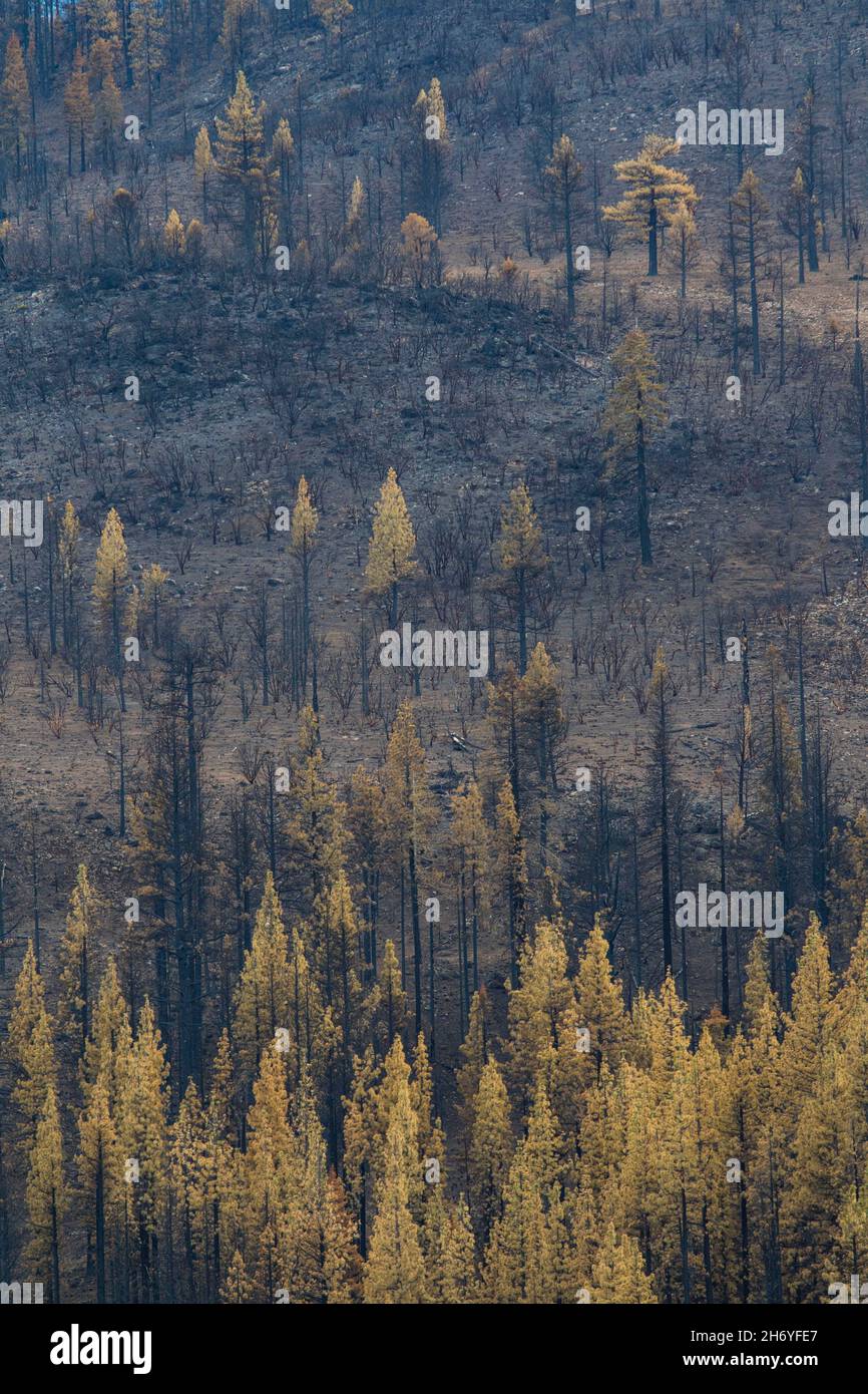 View Of Acres Of Burned Forest From The Tamarack Fire The Tamarack Fire
