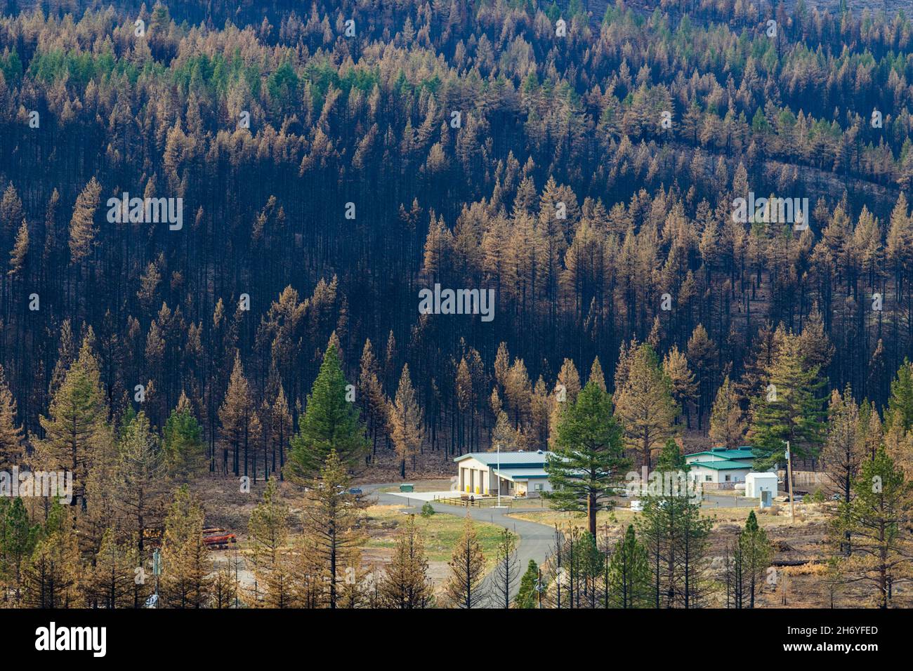 View Of Acres Of Burned Forest From The Tamarack Fire The Tamarack Fire