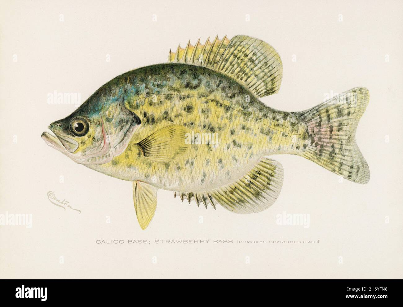 Calico Bass Freshwater