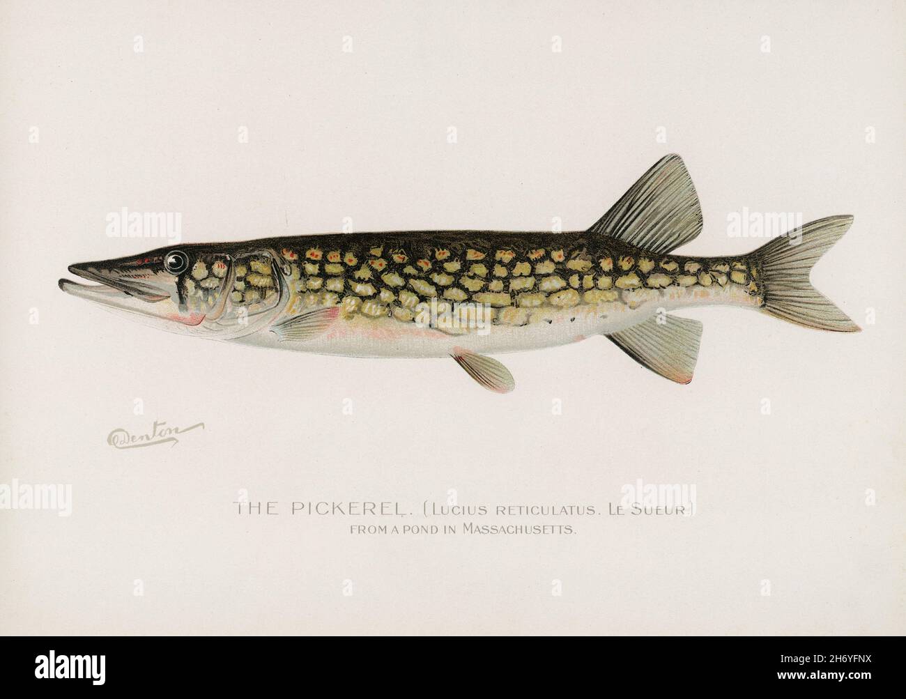 Pickerel fish hi-res stock photography and images - Alamy