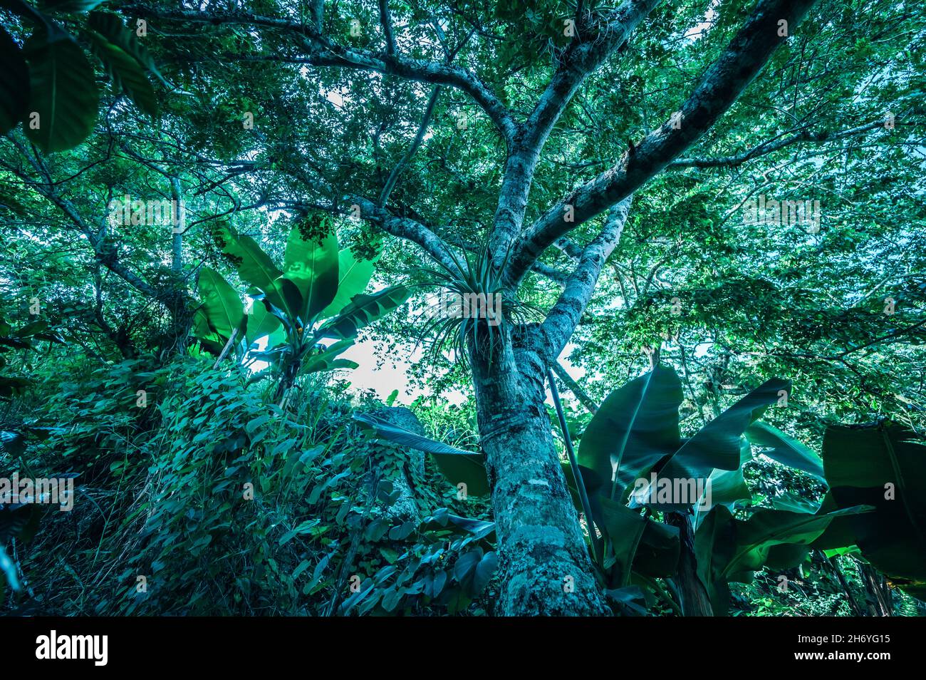 Fantastic tree. Fabulous view of tree crown from below. Rainforest in a ...