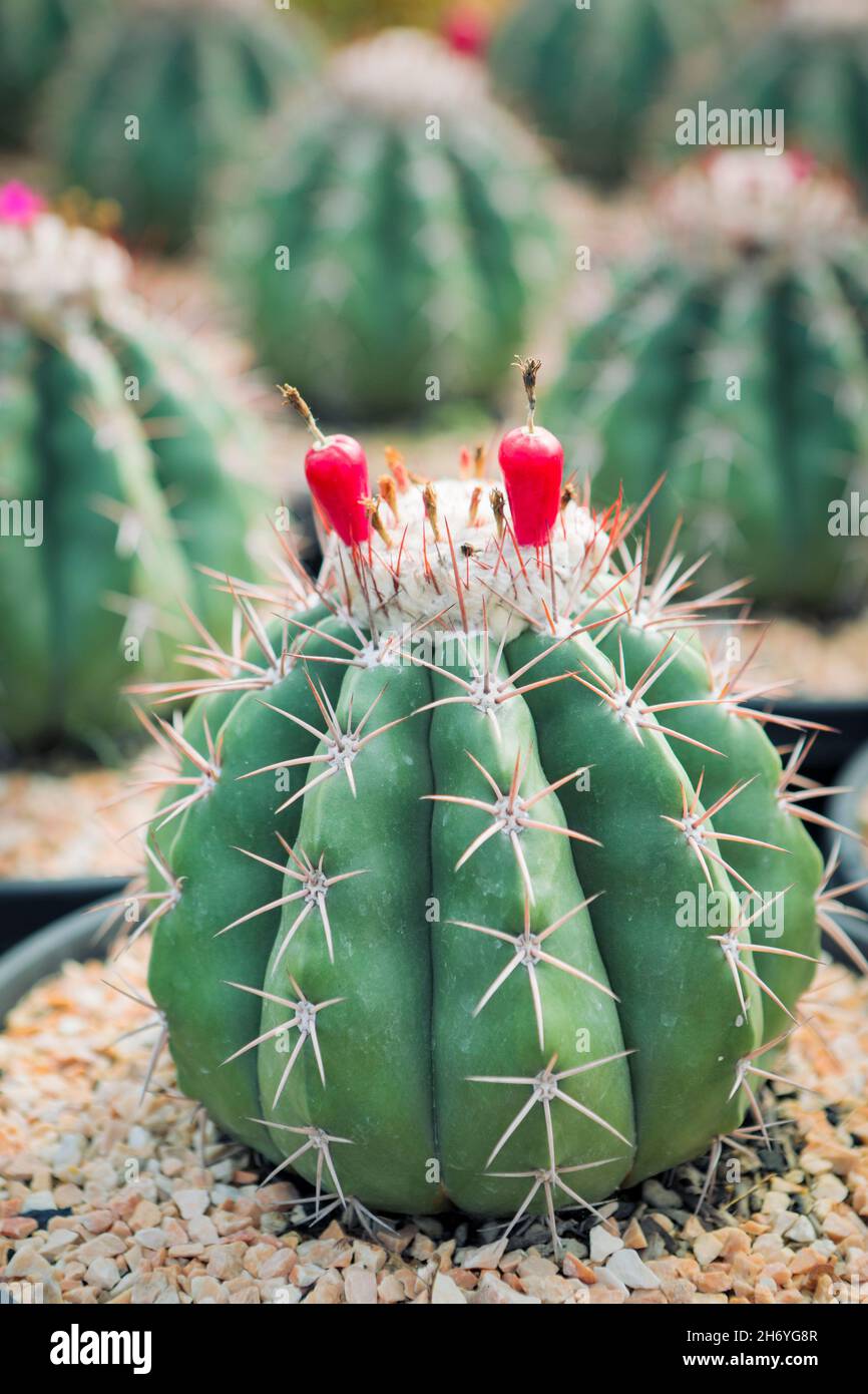 close up stem of melocactus with red fruit on cephalium Stock Photo - Alamy