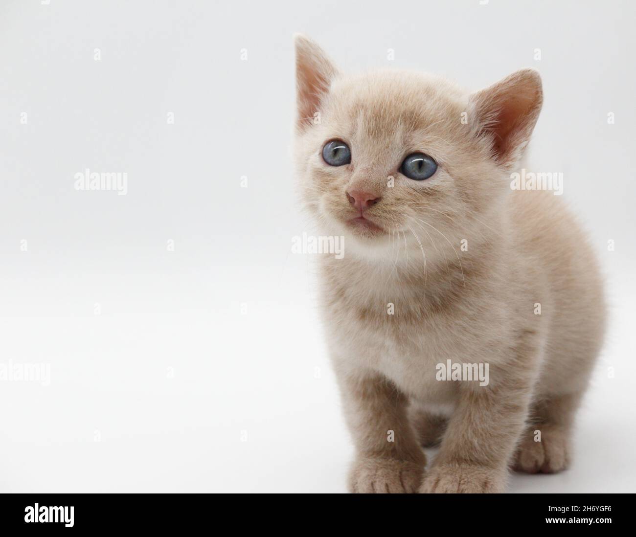 beige-haired blue-eyed baby kitten isolated on white background Stock ...