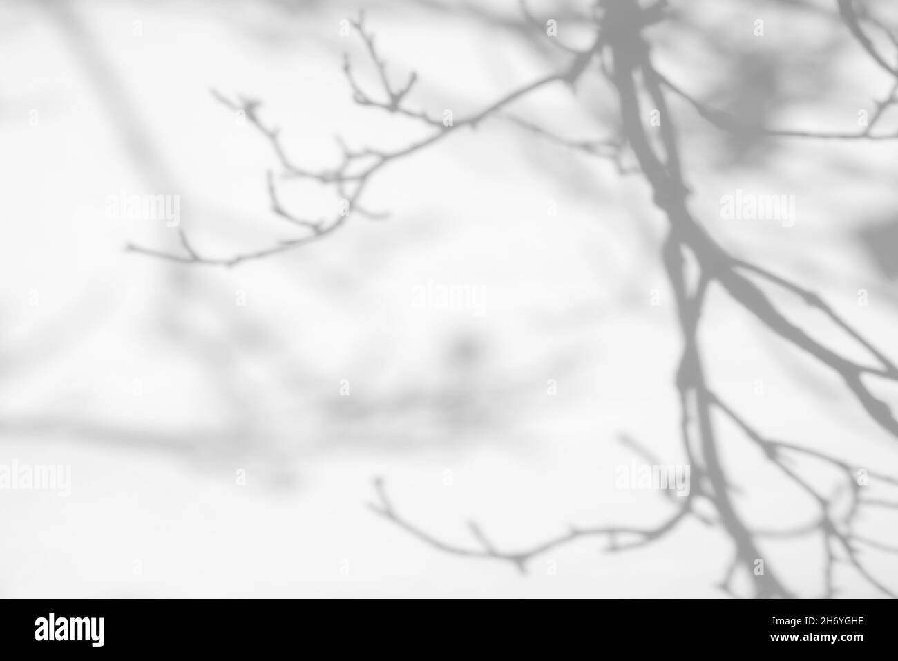 Shadow overlay effects for branding. Mockups. Scenes of natural ...