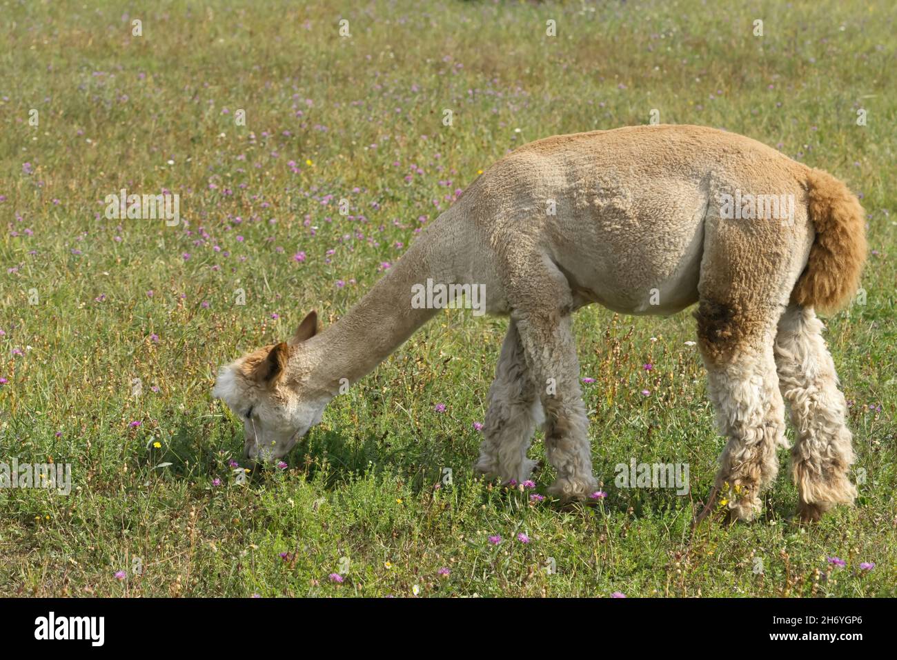 Alpaca Animal Close Up Of Head Funny Hair Cut And Chewing Action Stock ...