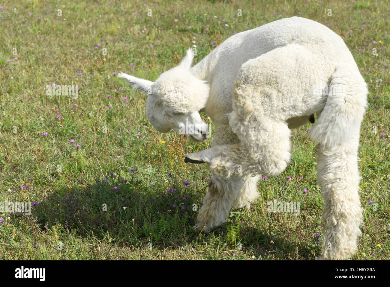 Alpaca Animal Close Up Of Head Funny Hair Cut And Chewing Action Stock ...