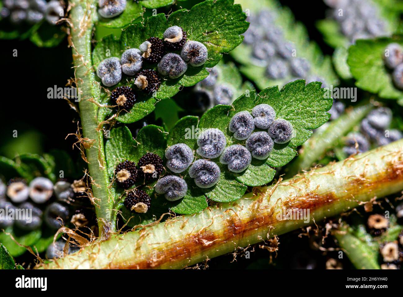 A close up of sorus on the underside of a fern leaf Stock Photo - Alamy