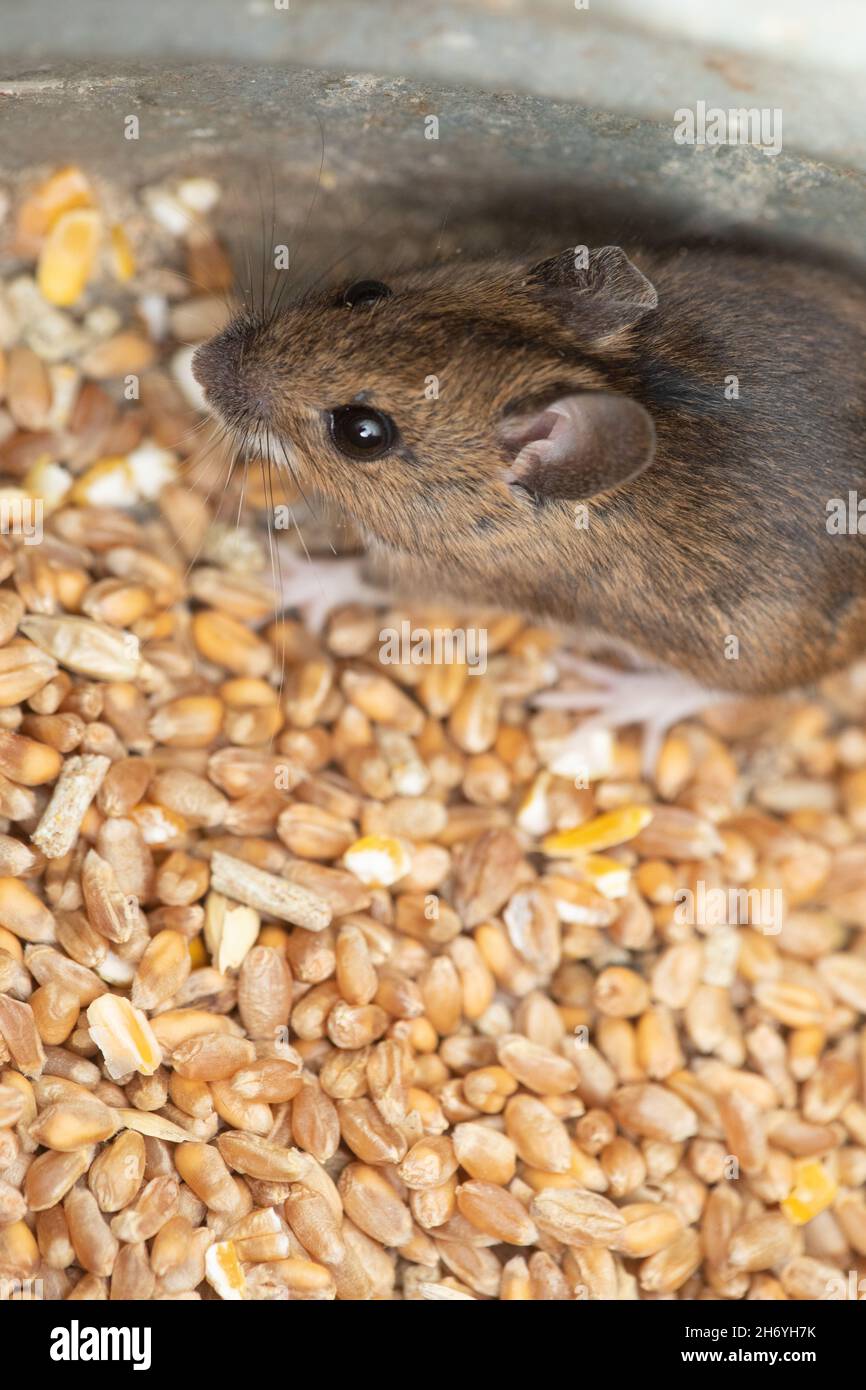 Wee sleeket cowering timorous beastie of Robert Burns 1785 Scottish ...