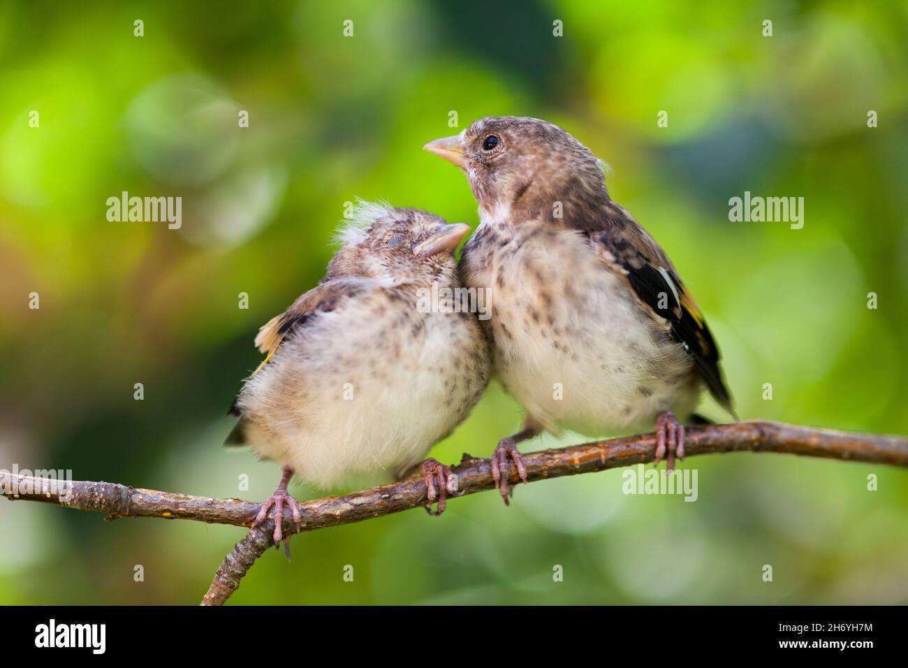 two birds snuggling together, sitting on branches, soft green ...