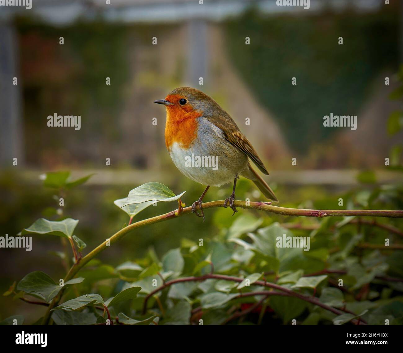 Robin garden wall hi-res stock photography and images - Alamy