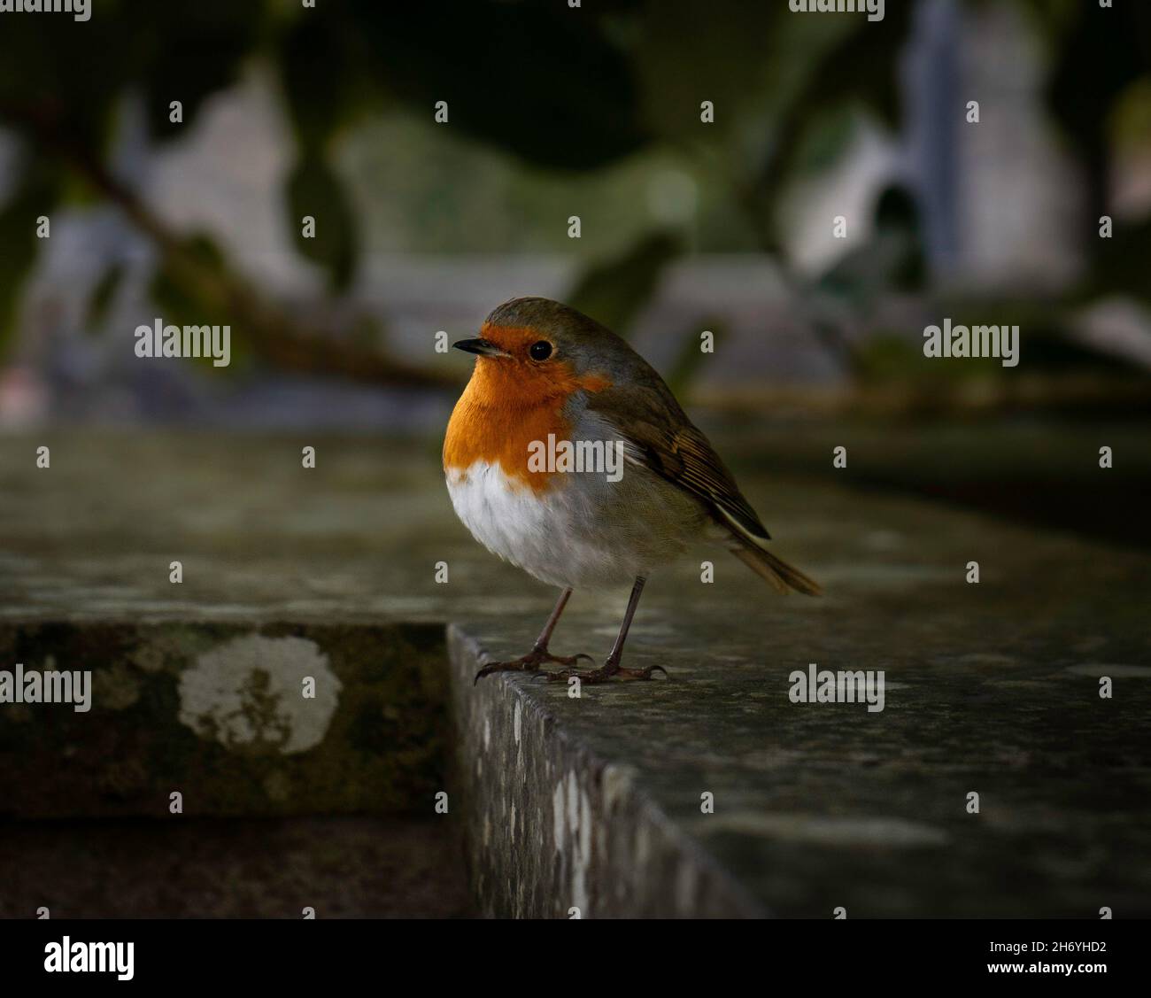 Puffed robin hi-res stock photography and images - Alamy