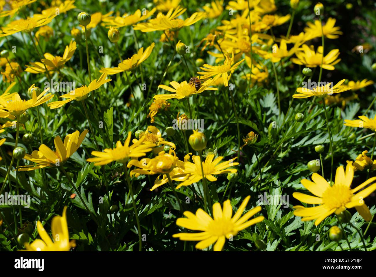 Close-up shot of the beautiful yellow Euryops pectinatus flowers in the ...