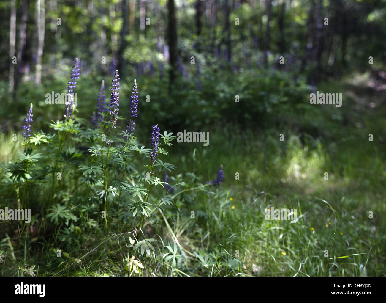 Brenizer method hi-res stock photography and images - Alamy