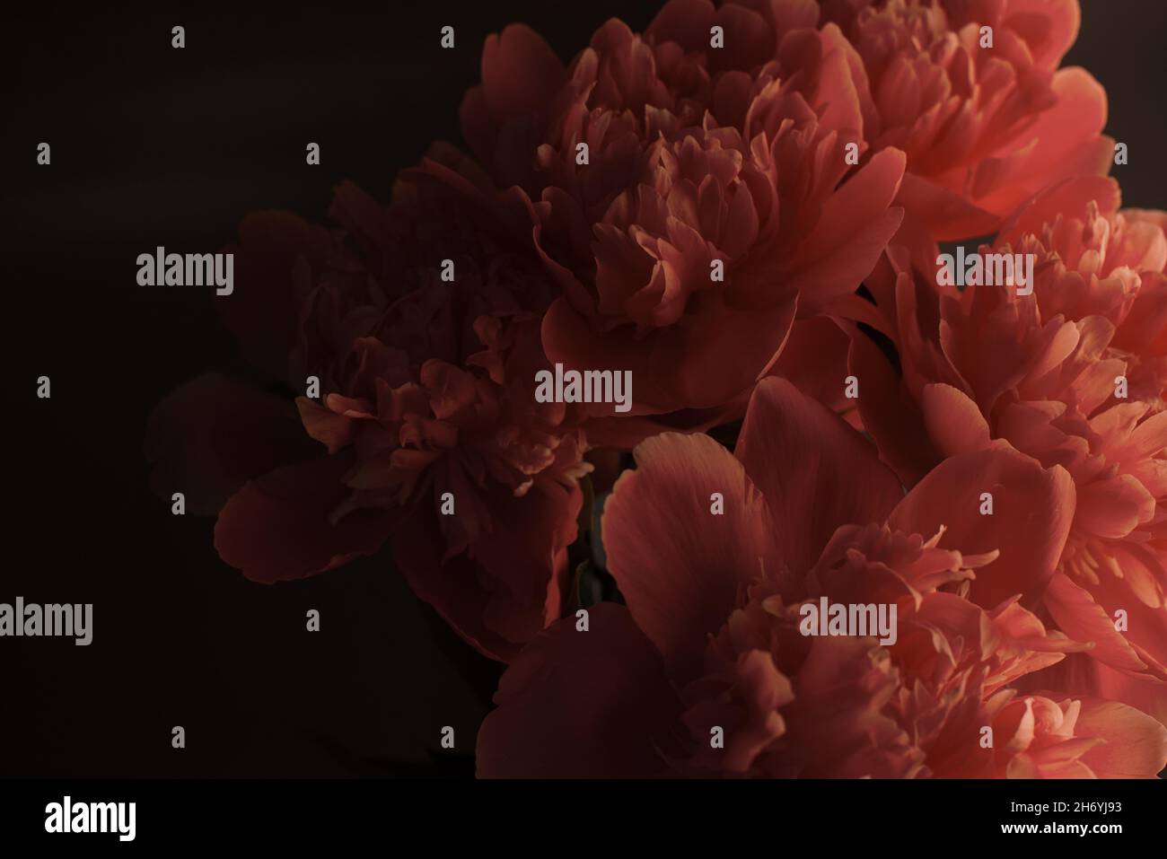 Peony against a dark background. Floral wallpaper with beautiful pink ...