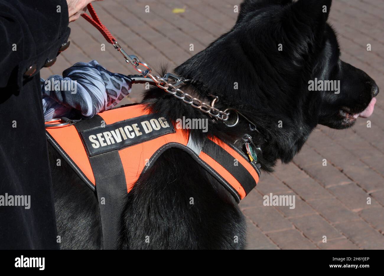 Black service dog german shepherd hi-res stock photography and images ...