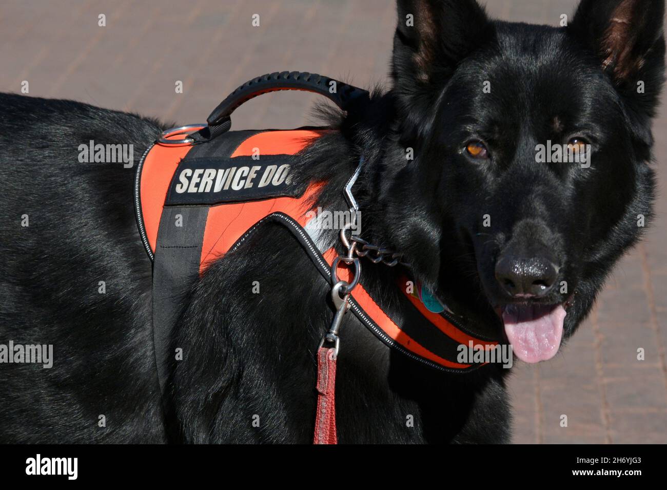 American german shepherd hi-res stock photography and images - Alamy