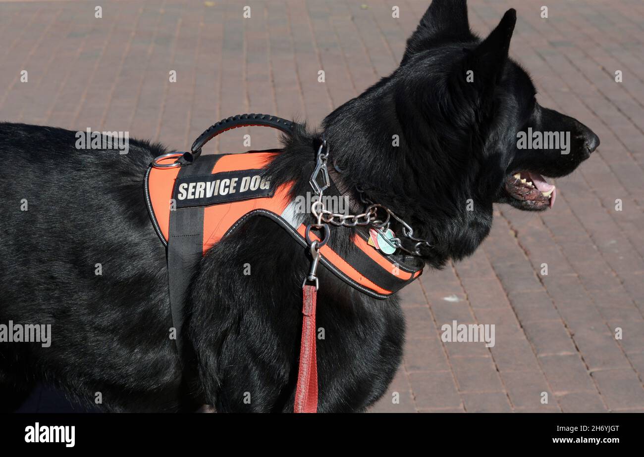 American german shepherd hi-res stock photography and images - Alamy