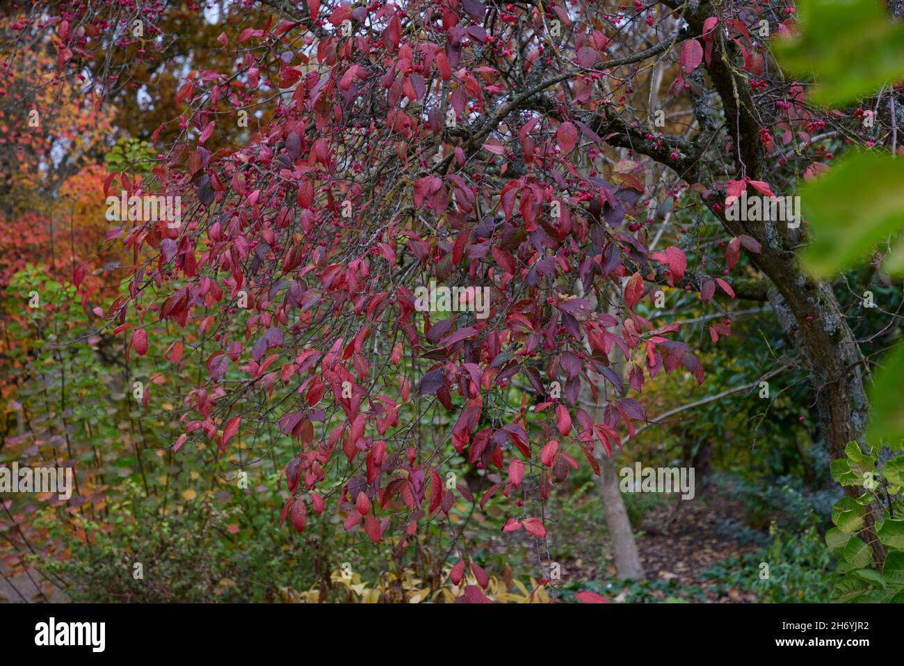 Euonymus Europaeus Cascade High Resolution Stock Photography and Images ...