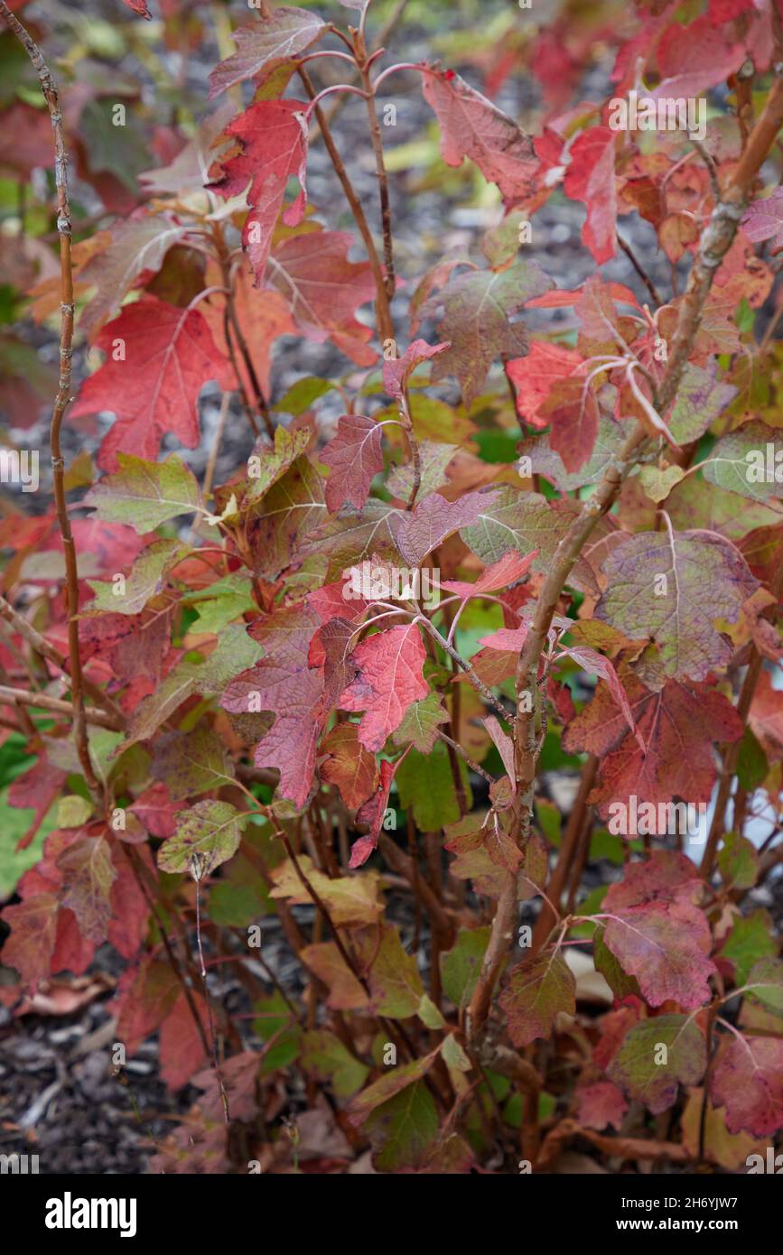 Alice Hydrangea High Resolution Stock Photography and Images - Alamy