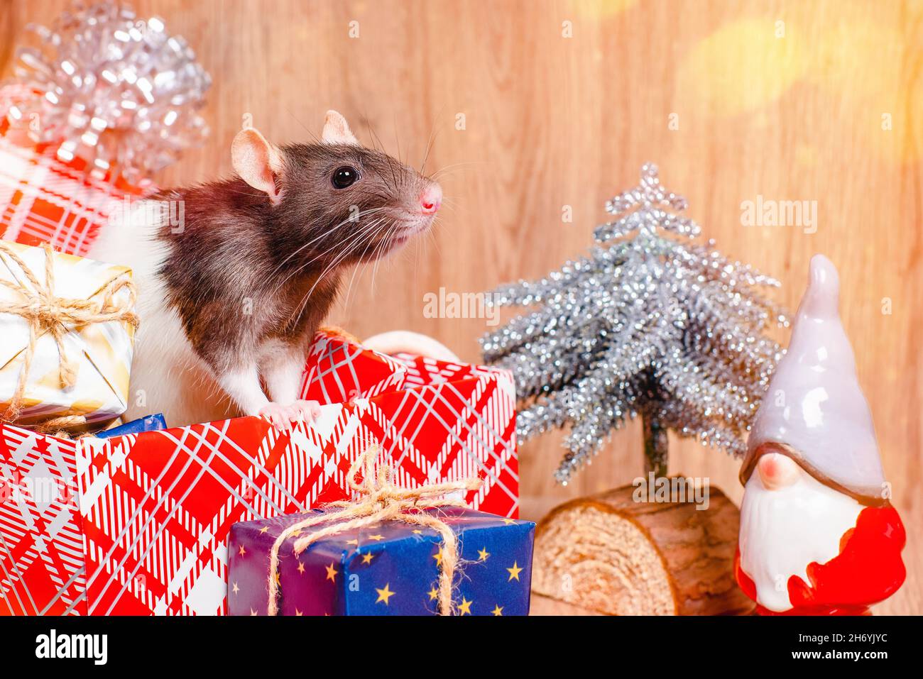 Cute little white rat, mouse sits in gift box.White Decorative rat ...