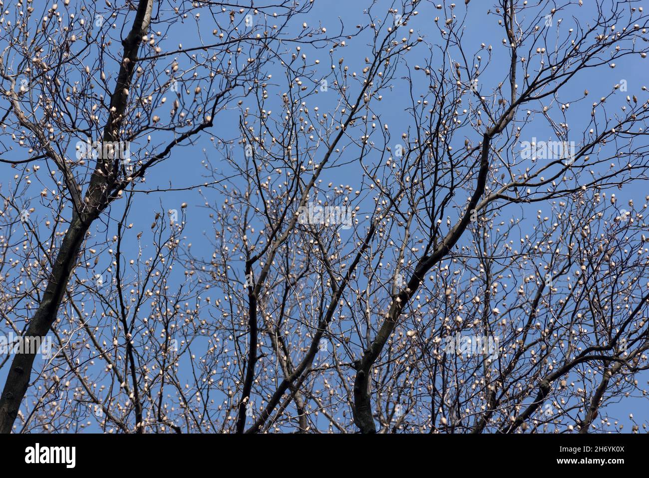Tulip poplar tree branches against bright blue sky in early spring ...