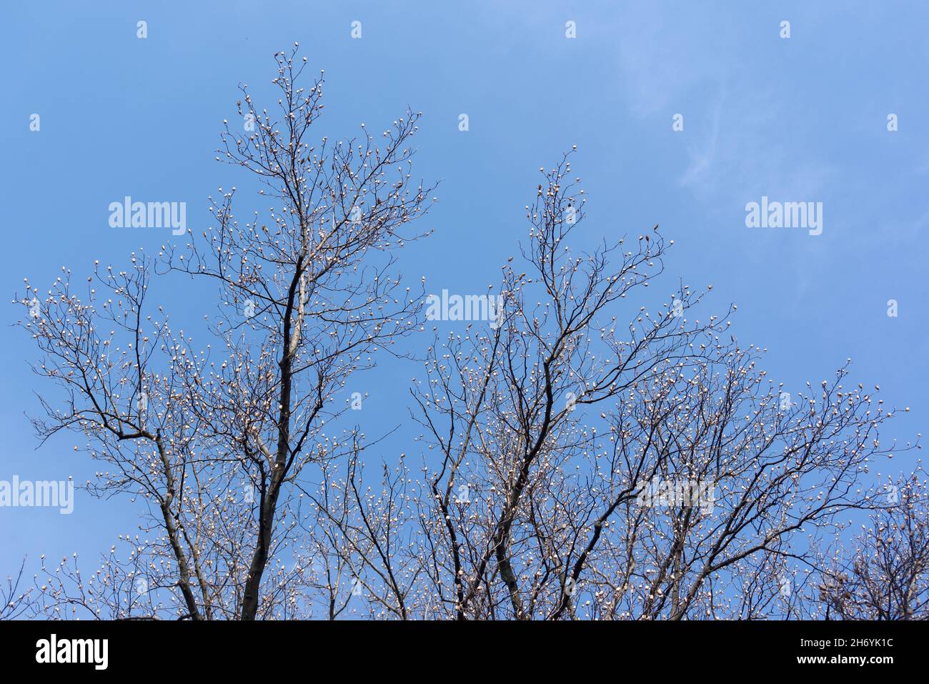 Tulip poplar tree branches against bright blue sky in early spring ...
