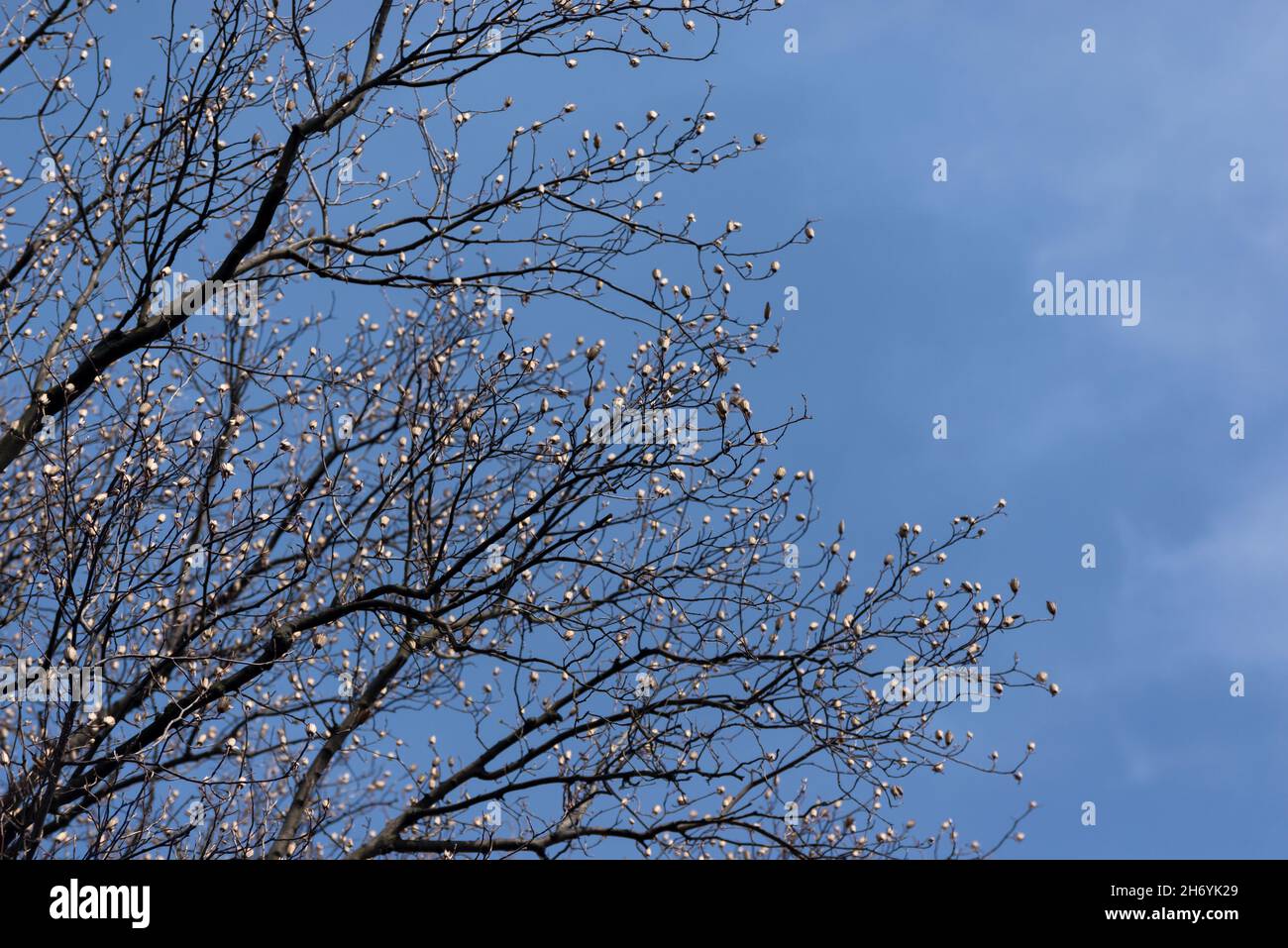 Tulip poplar tree branches hi-res stock photography and images - Alamy