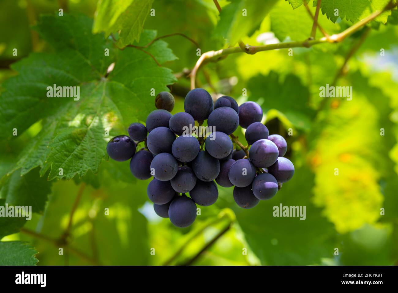 Black grapes on a solid background of green vine leaves. Cute bunch ...