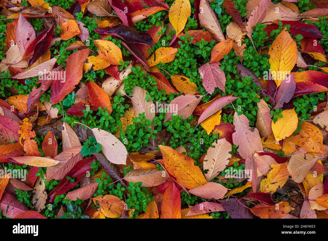 Autumn leaves colorful background and small green fine grass. Humid ...