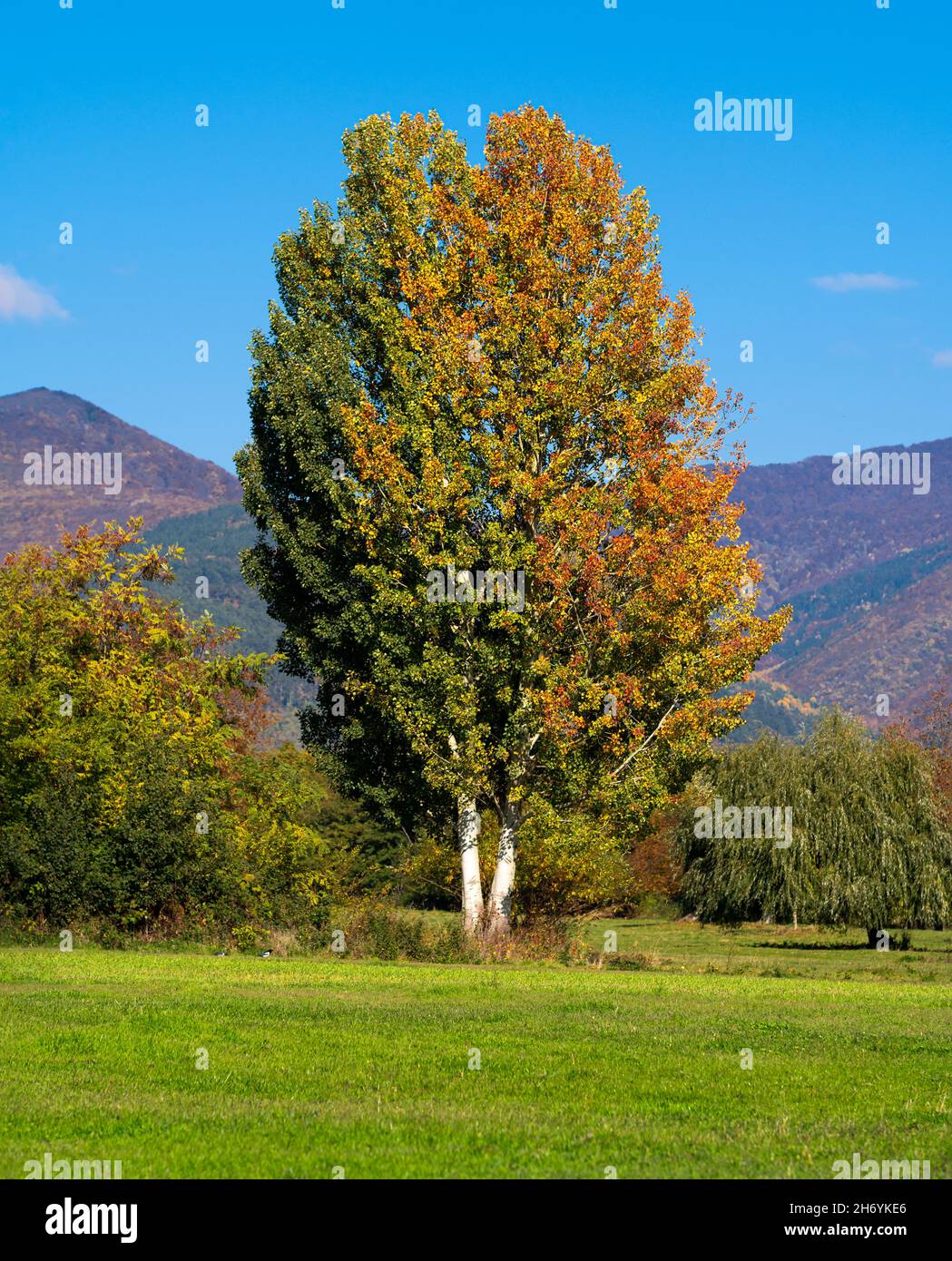 Half light color and nature with tree hi-res stock photography and ...