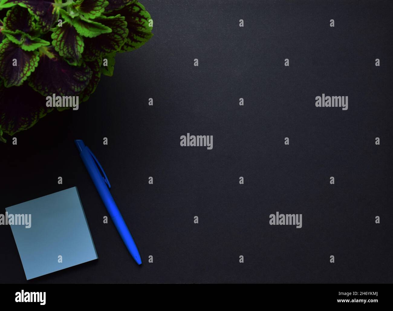 Top view of a plant, pan, and a blue small paper isolated on black ...