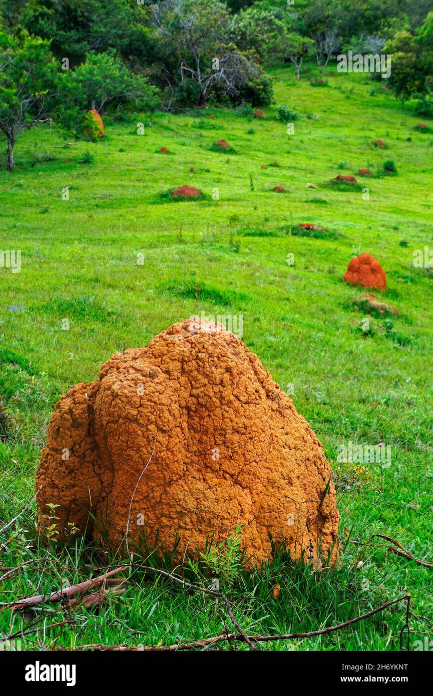 Termite mound brazil hi-res stock photography and images - Alamy