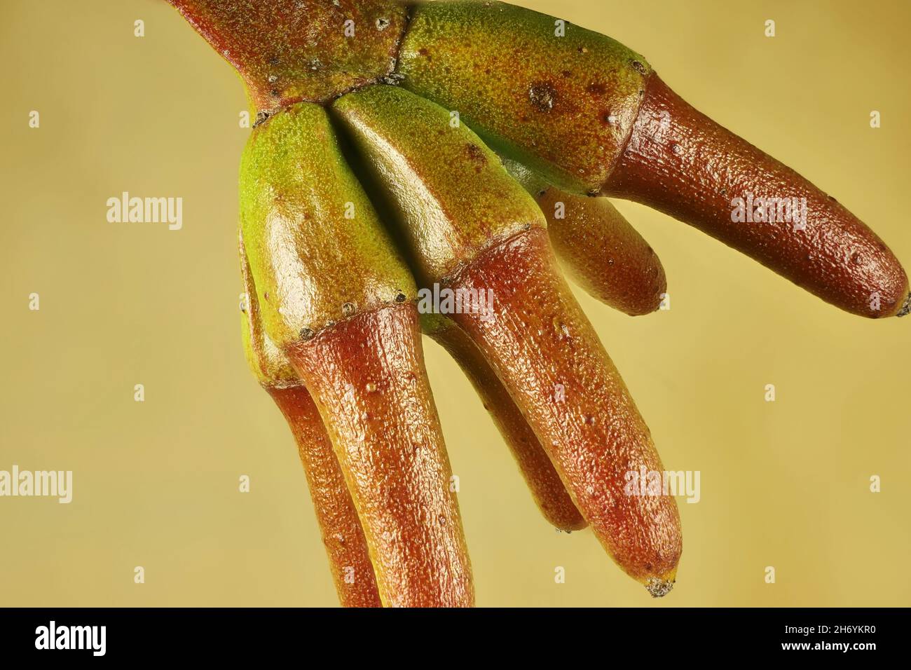 Macro view of isolated Round-leaved Moort tree (Eucalyptus platypus ...