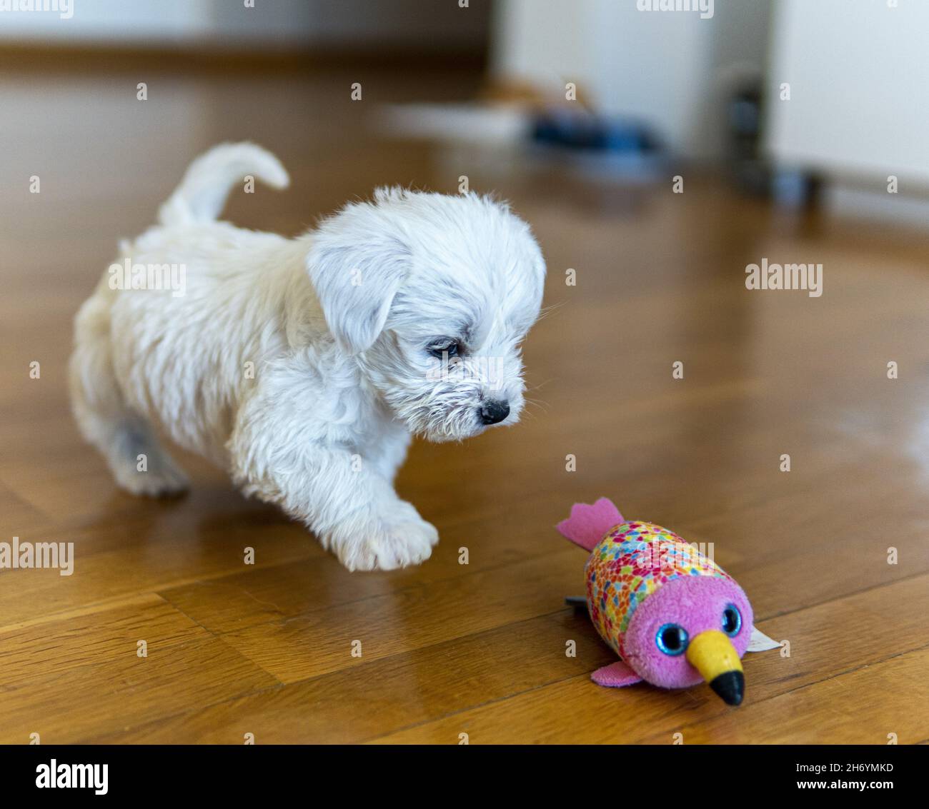 Adorable Maltese puppy playing with a toy Stock Photo - Alamy