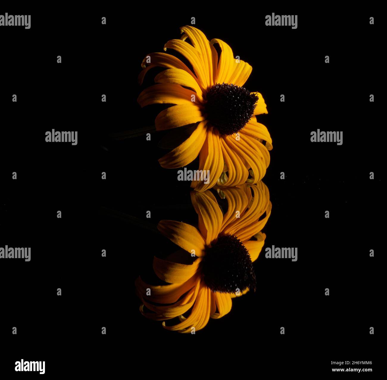 Of a yellow sunflower and a reflection isolated on a black background ...