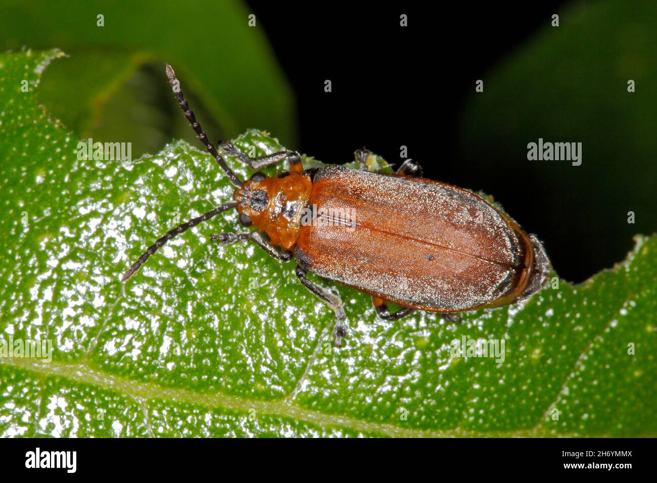 Australian beetles hi-res stock photography and images - Alamy