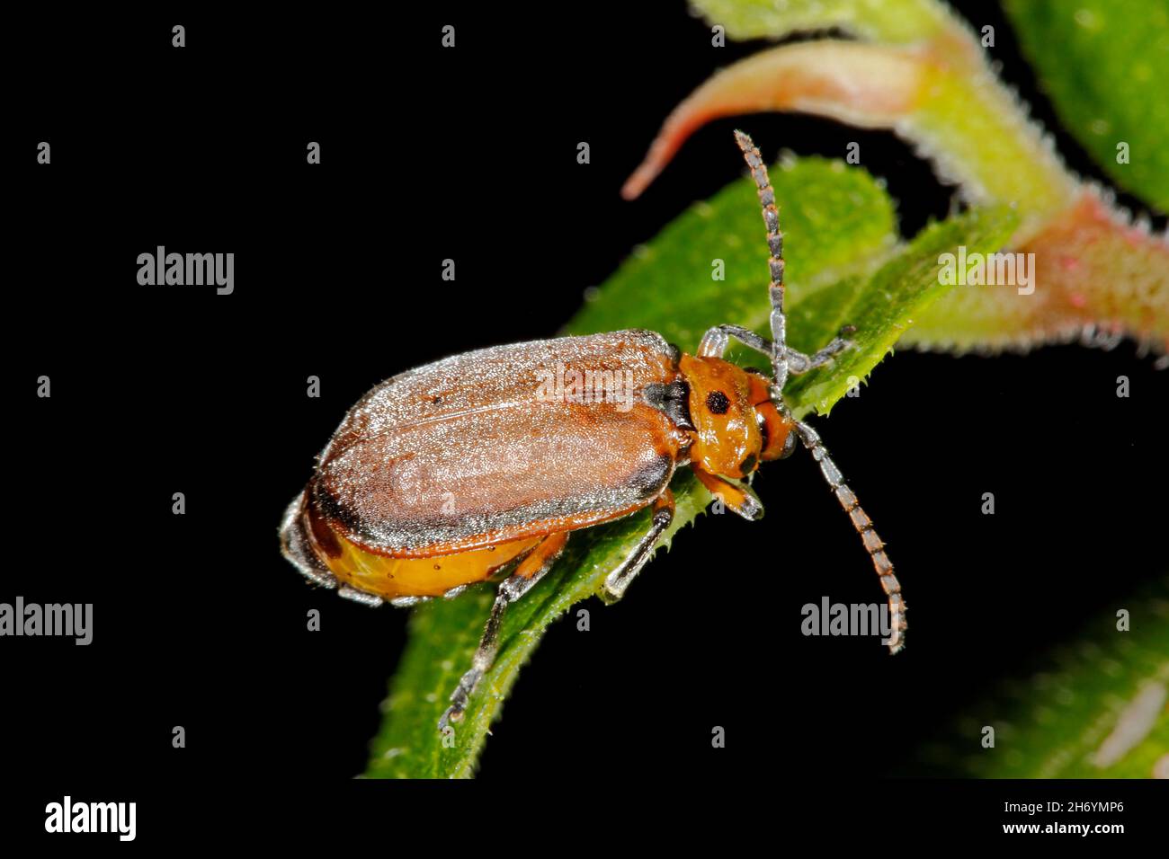 Australian beetles hi-res stock photography and images - Alamy