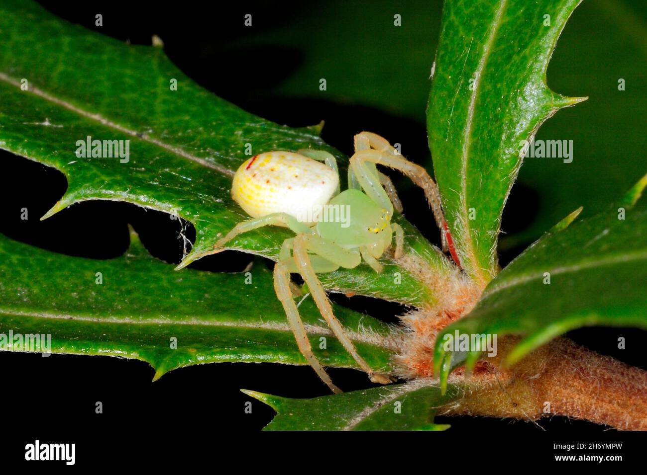 Pink crab spider hi-res stock photography and images - Alamy