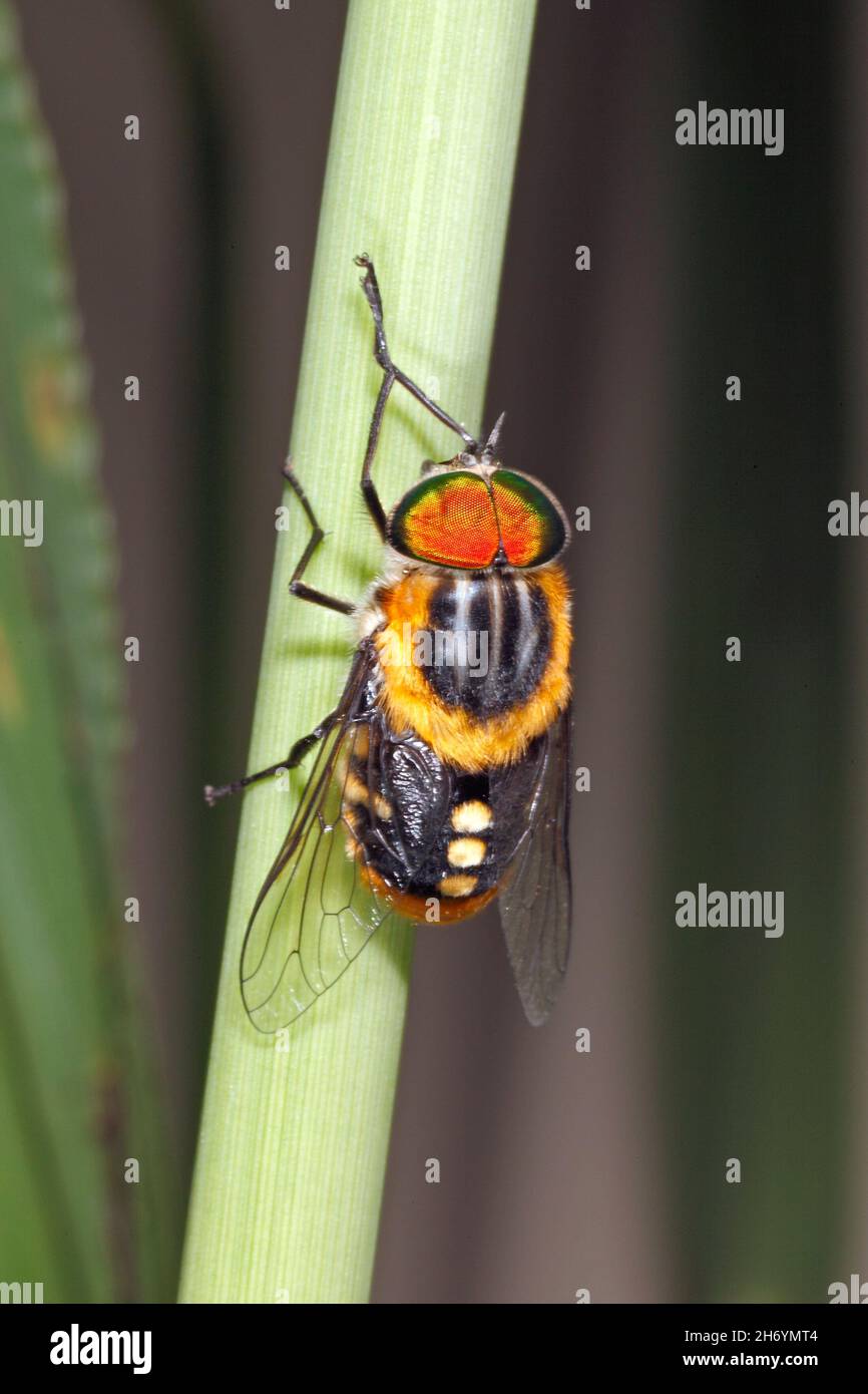 Australian horseflies hi-res stock photography and images - Alamy