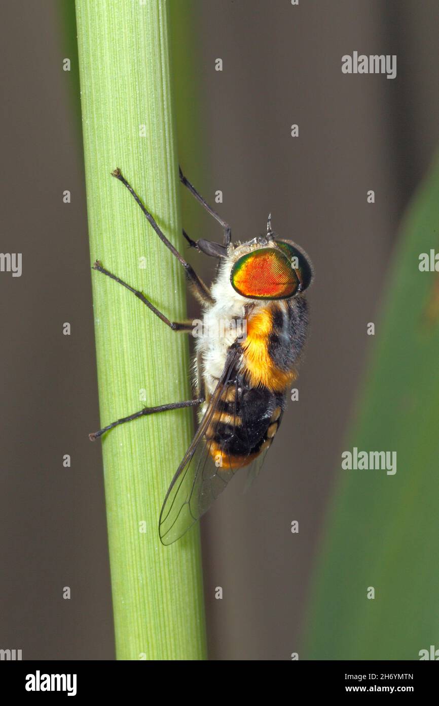 Australian march flies hi-res stock photography and images - Alamy