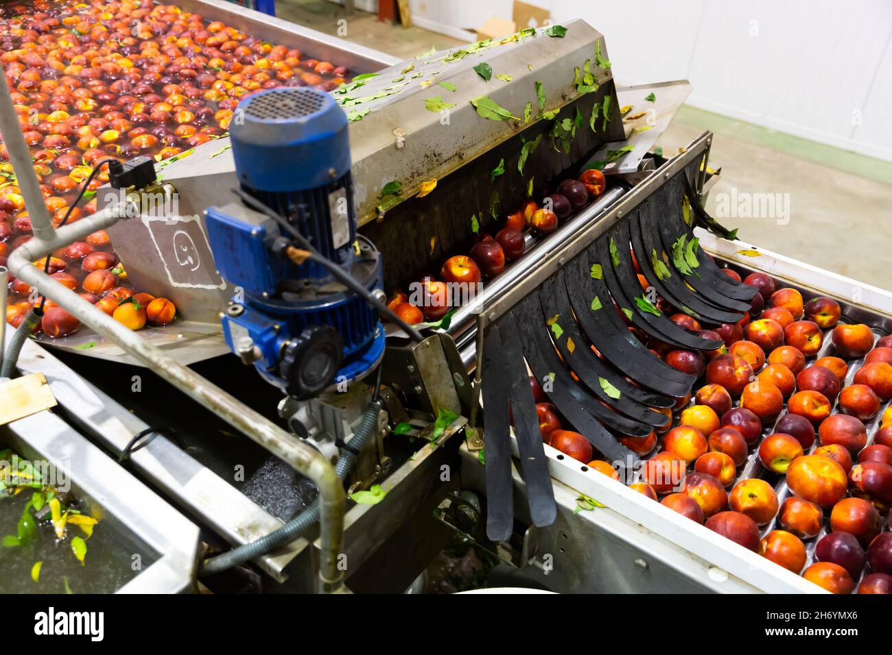 Washing peaches on production line in packaging workshop Stock Photo ...