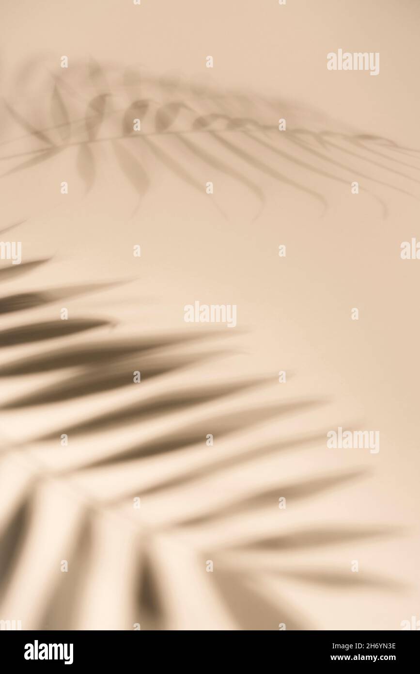 Creative copy space layout. Palm leaves shadow on pastel shades ...