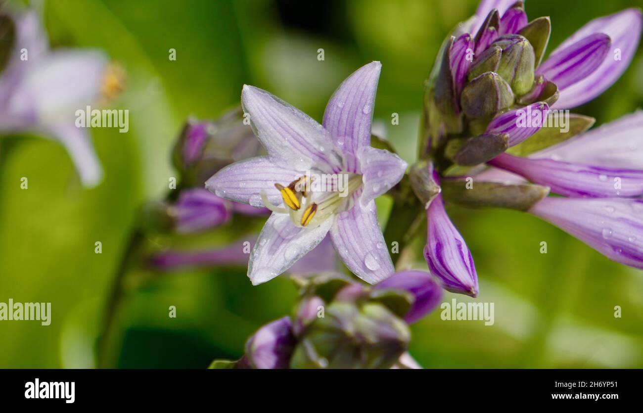 Macro selective focus shot of the light purple lily flower Stock Photo ...