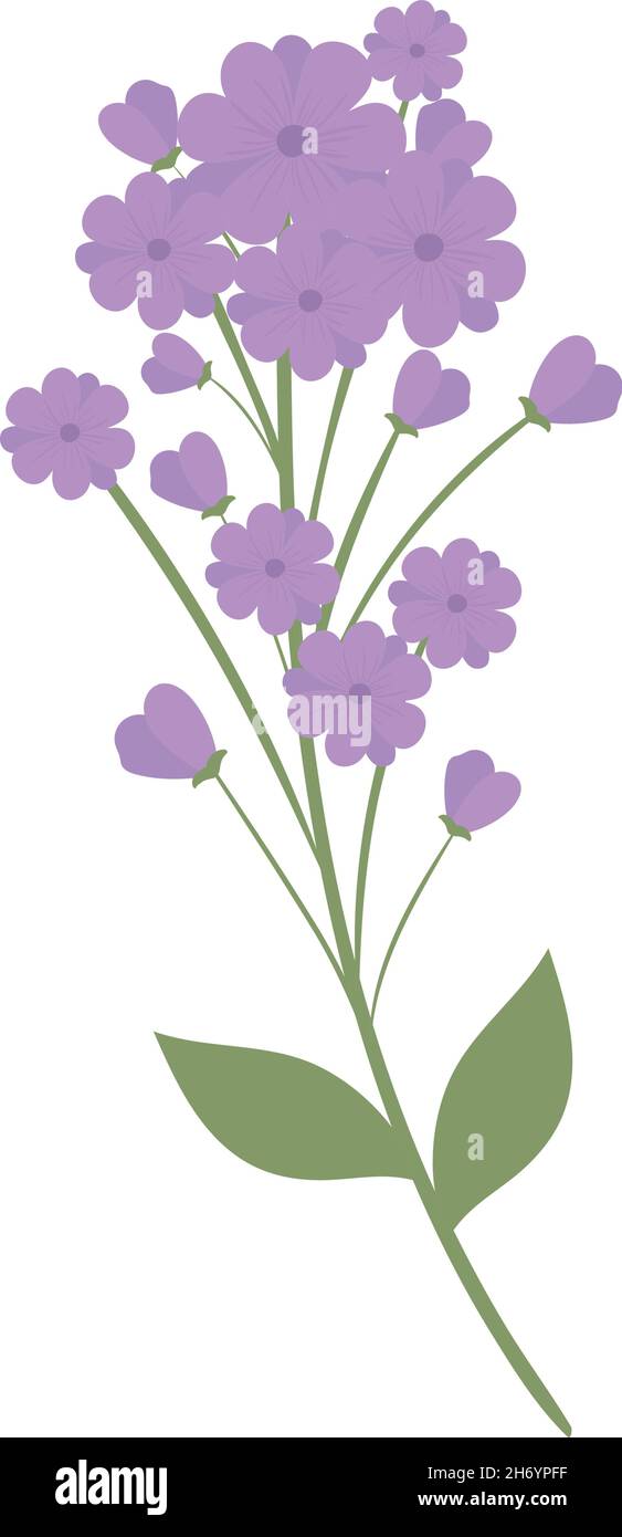 Bunch violet flowers blooming Stock Vector Images - Alamy