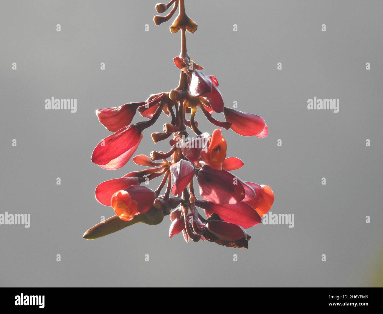 Barberry honey hi-res stock photography and images - Alamy