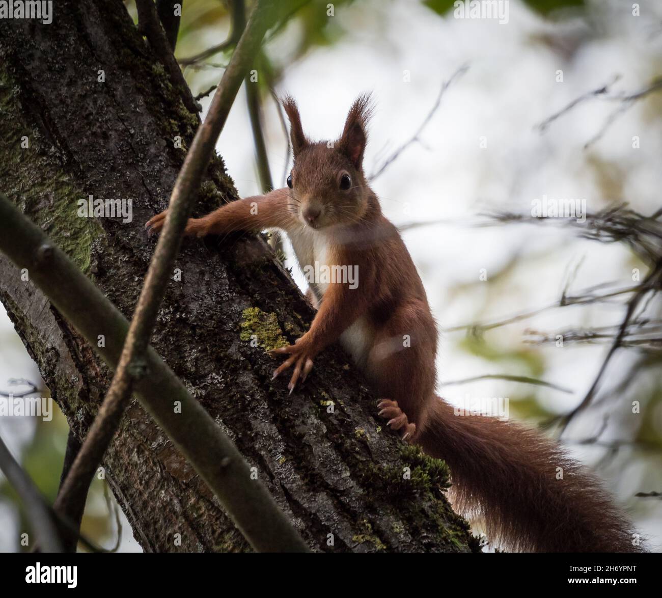 Closeup of a cute little squirrel climbing up a tree with a blurry ...