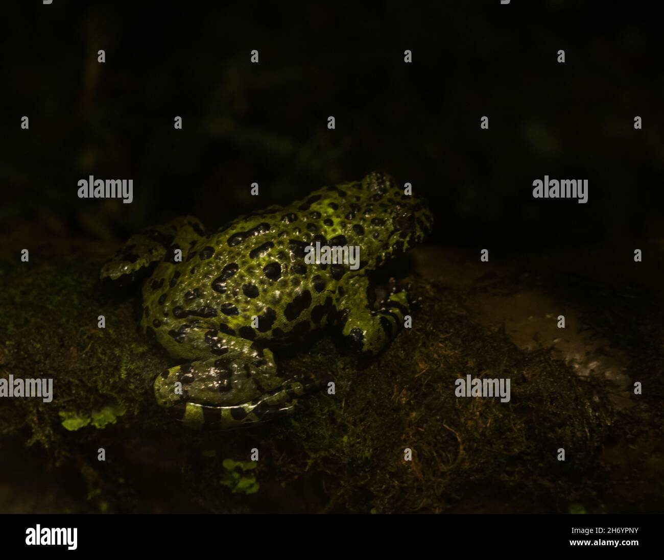 Closeup of a vibrant green slimy frog sitting on the ground Stock Photo ...